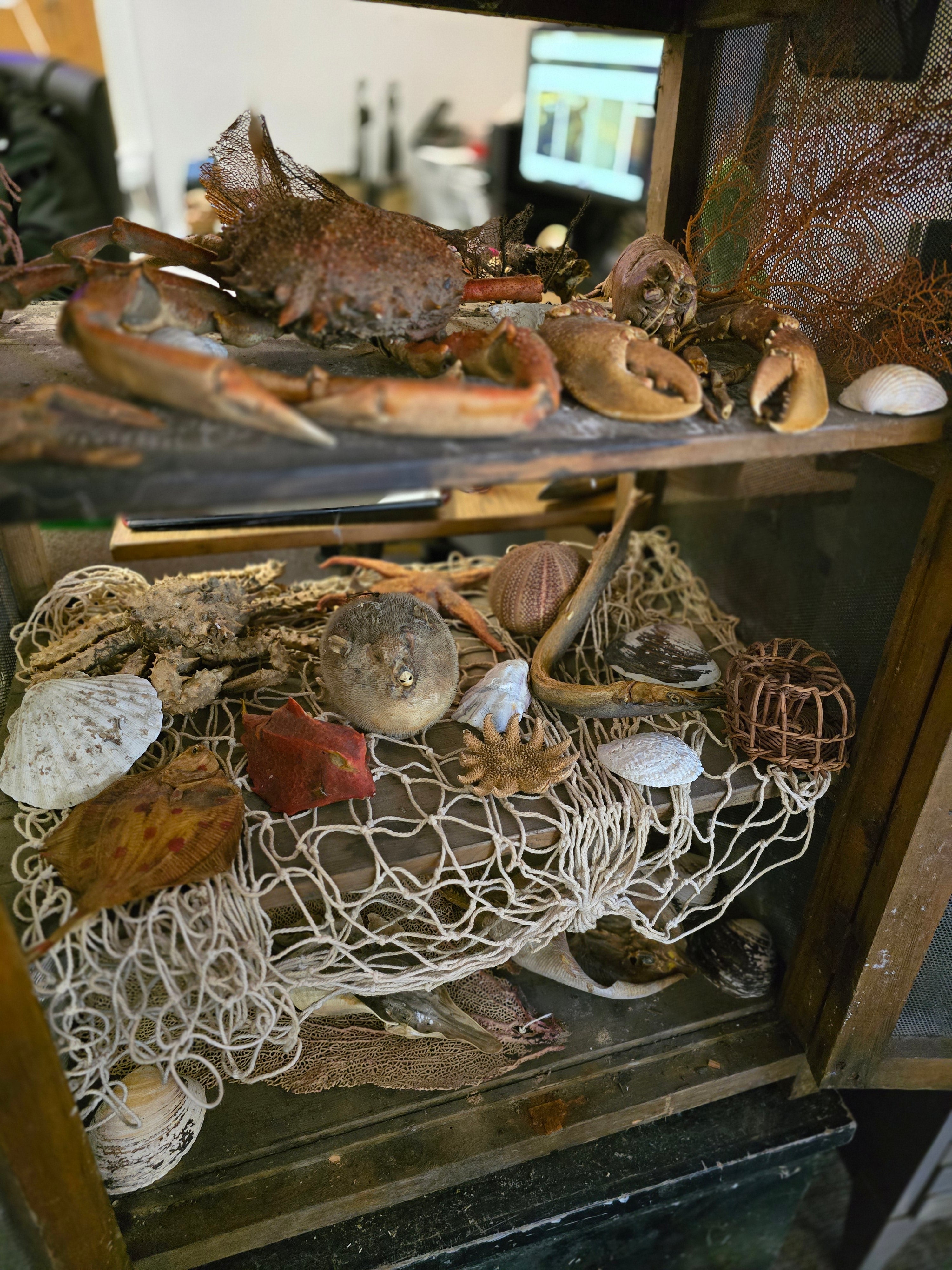 Taxidermy sea creatures collection – The Old Candleworks Swanage
